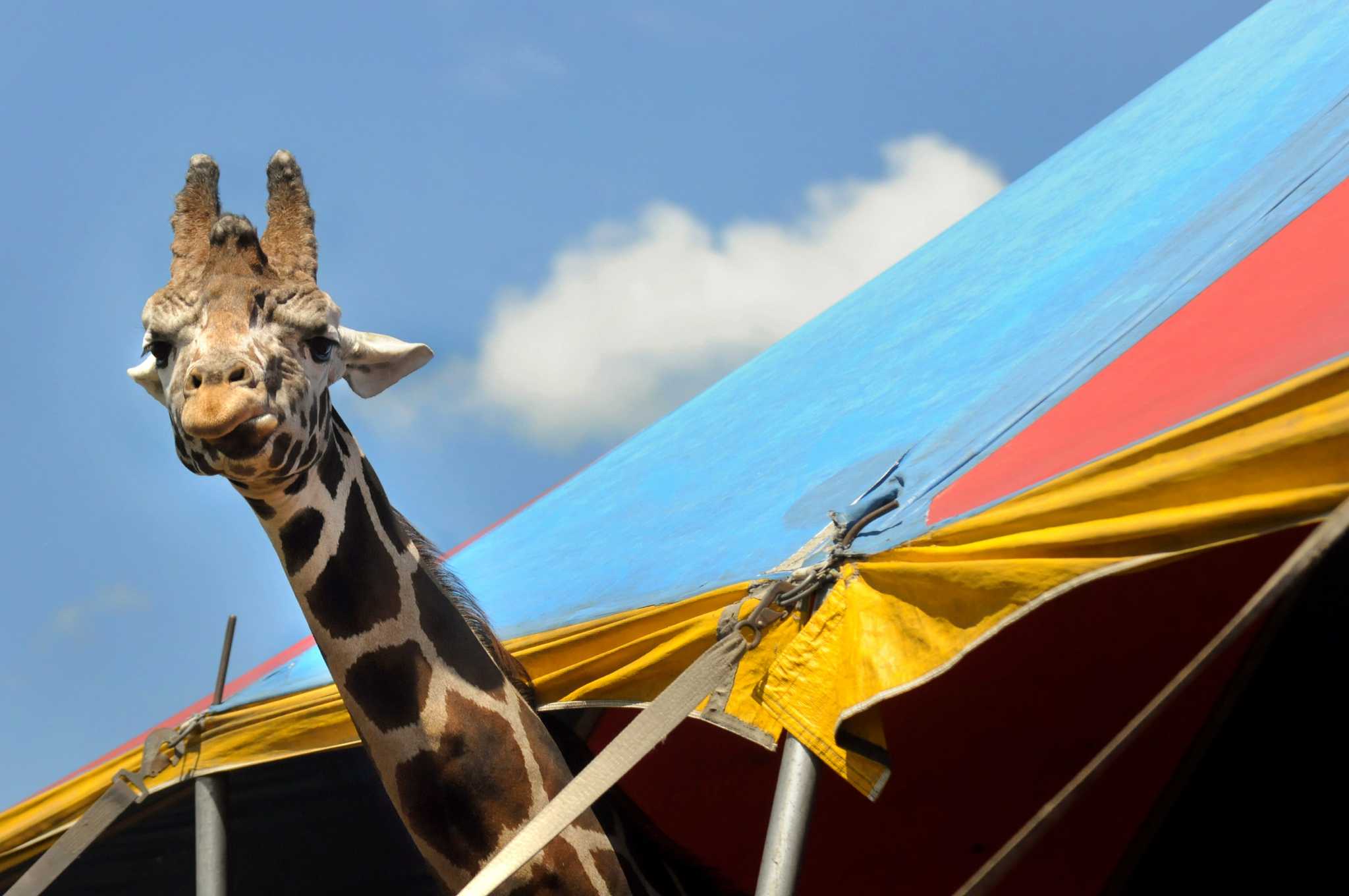 Photos: Getting ready for the Altamont Fair