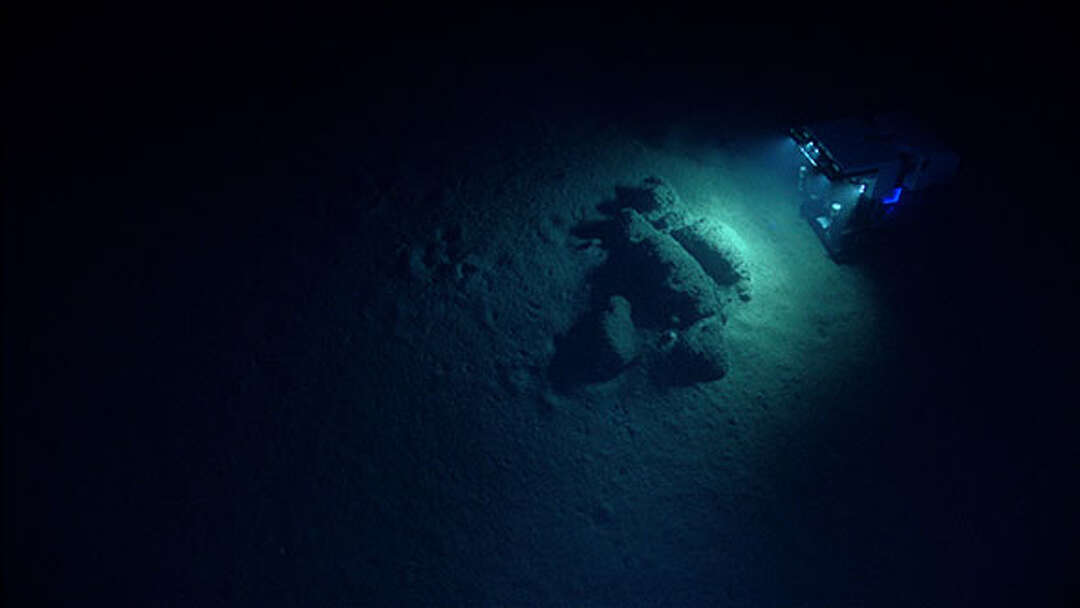 NOAA deep-sea photos: The bizarre, the bright and the cute