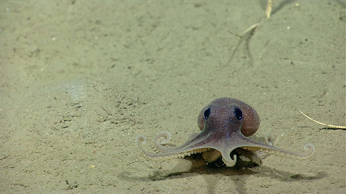 NOAA deep-sea photos: The bizarre, the bright and the cute