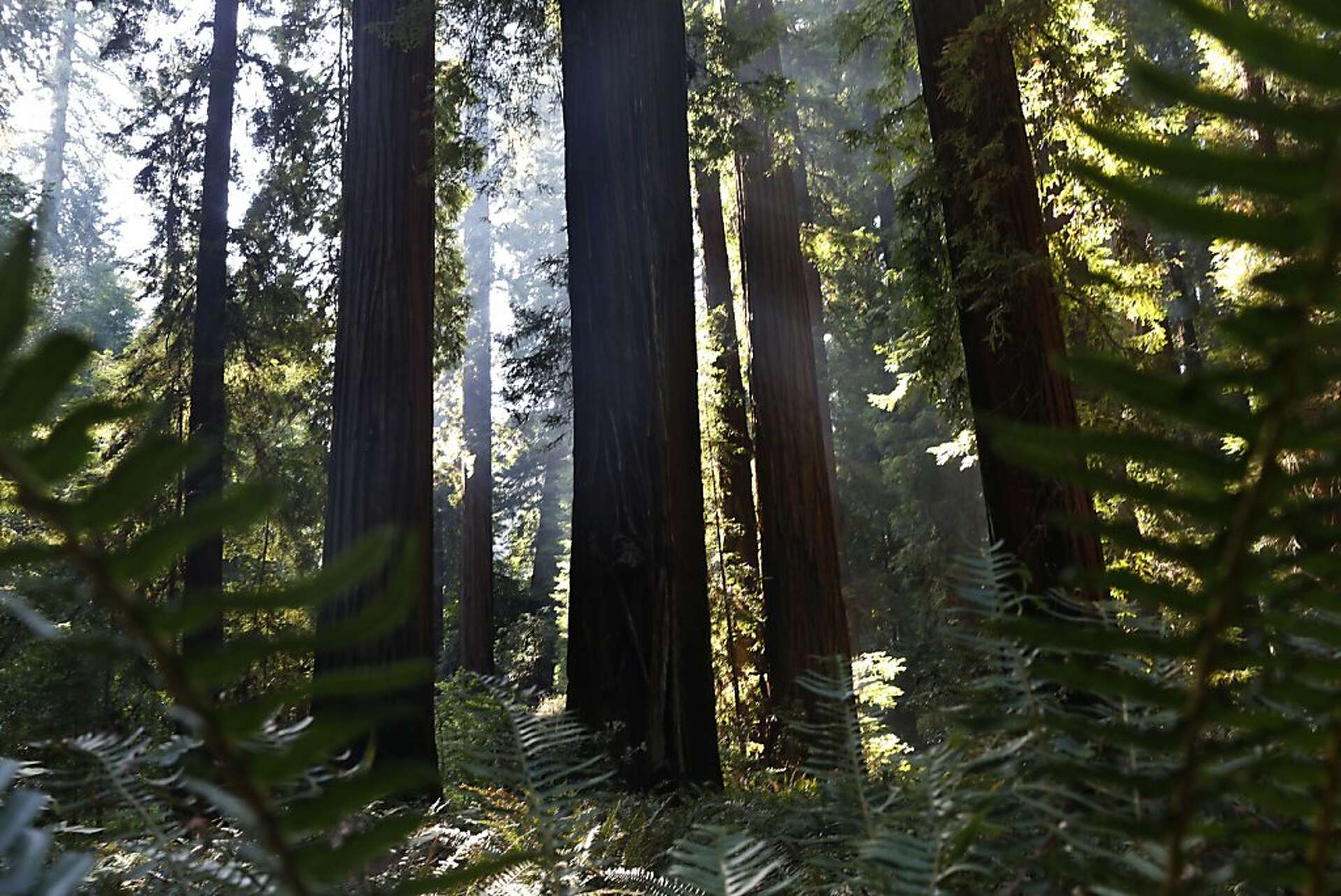Ancient redwoods in growth spurt of a lifetime