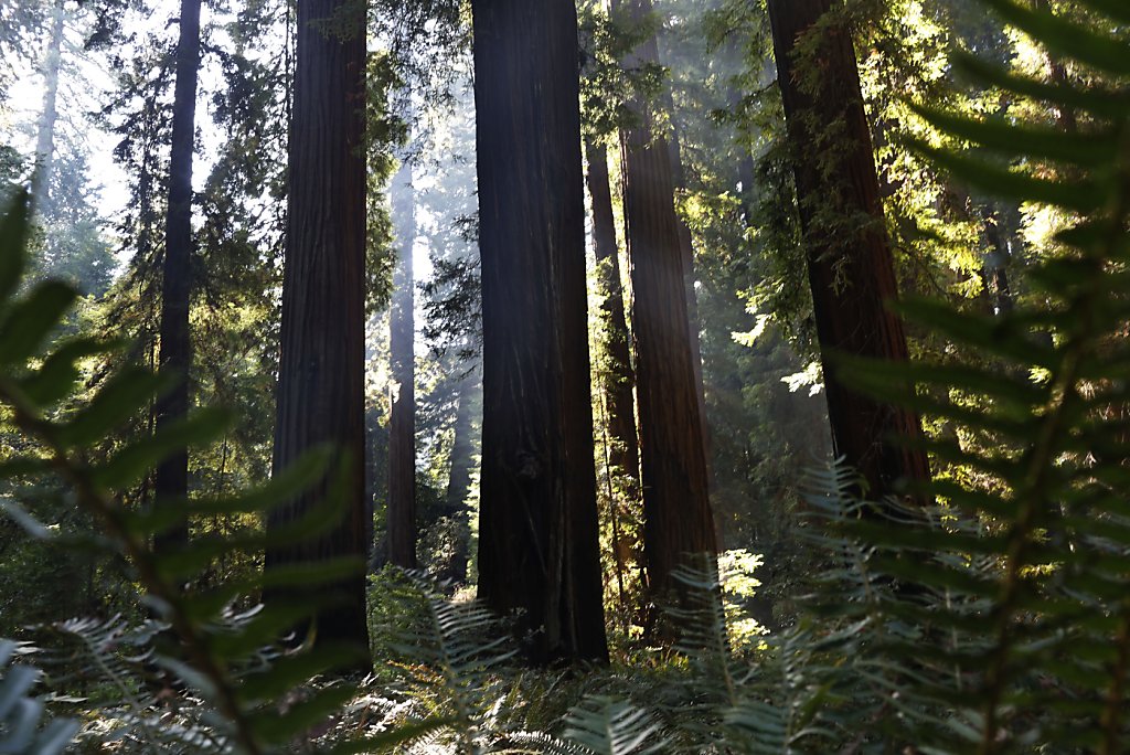 Ancient redwoods in growth spurt of a lifetime
