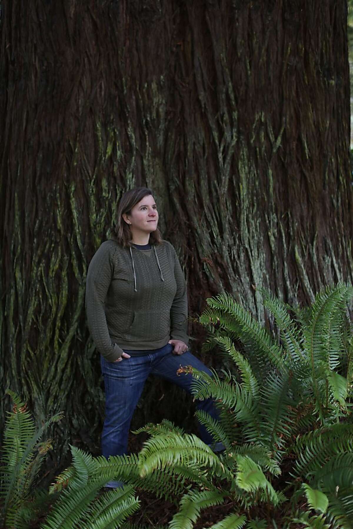 Ancient redwoods in growth spurt of a lifetime