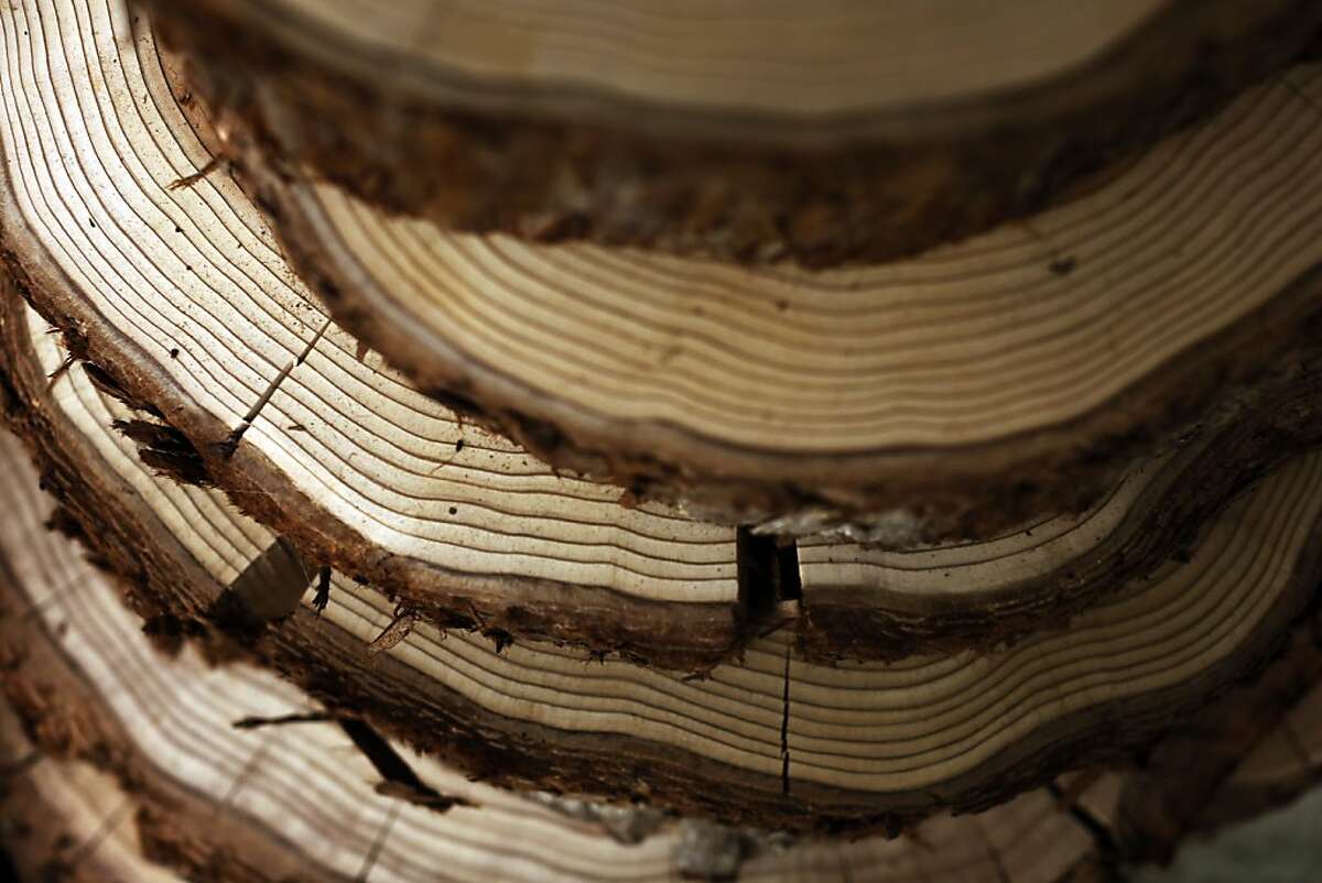 Ancient redwoods in growth spurt of a lifetime
