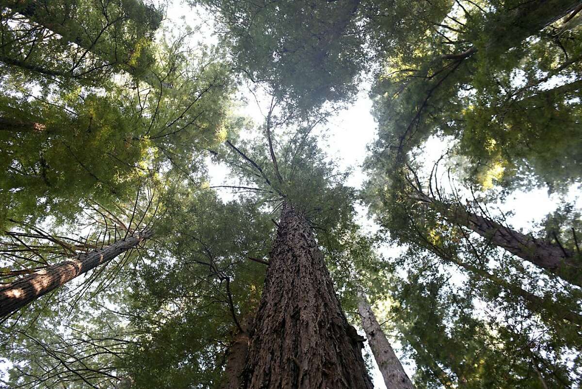 Ancient redwoods in growth spurt of a lifetime