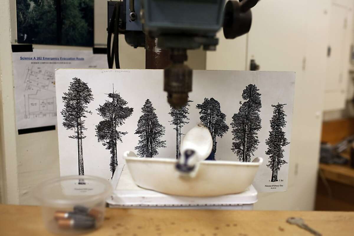 Ancient redwoods in growth spurt of a lifetime