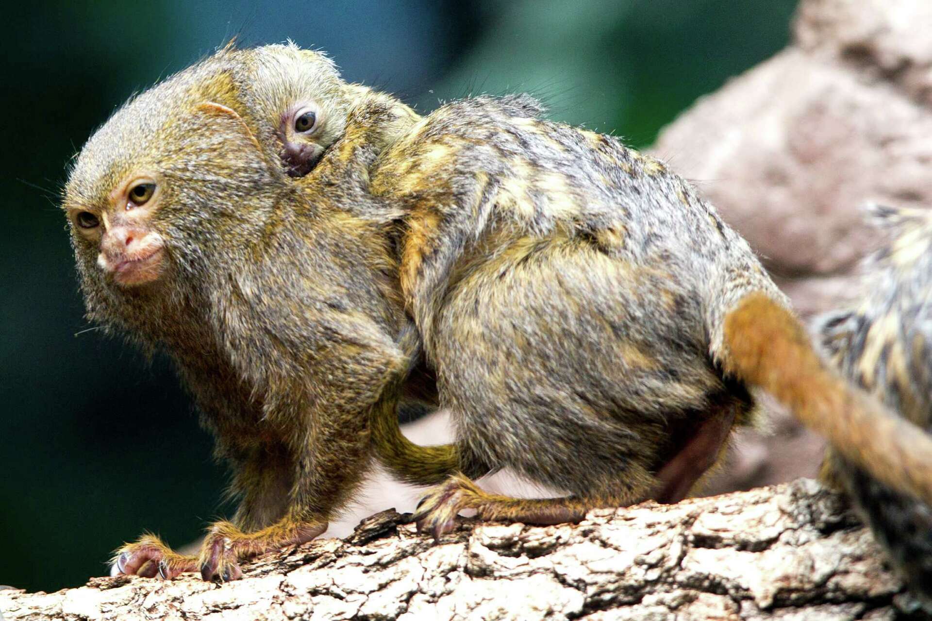 World's smallest monkey has a tiny baby at Houston Zoo