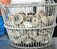 Illnesses from tainted shellfish increase