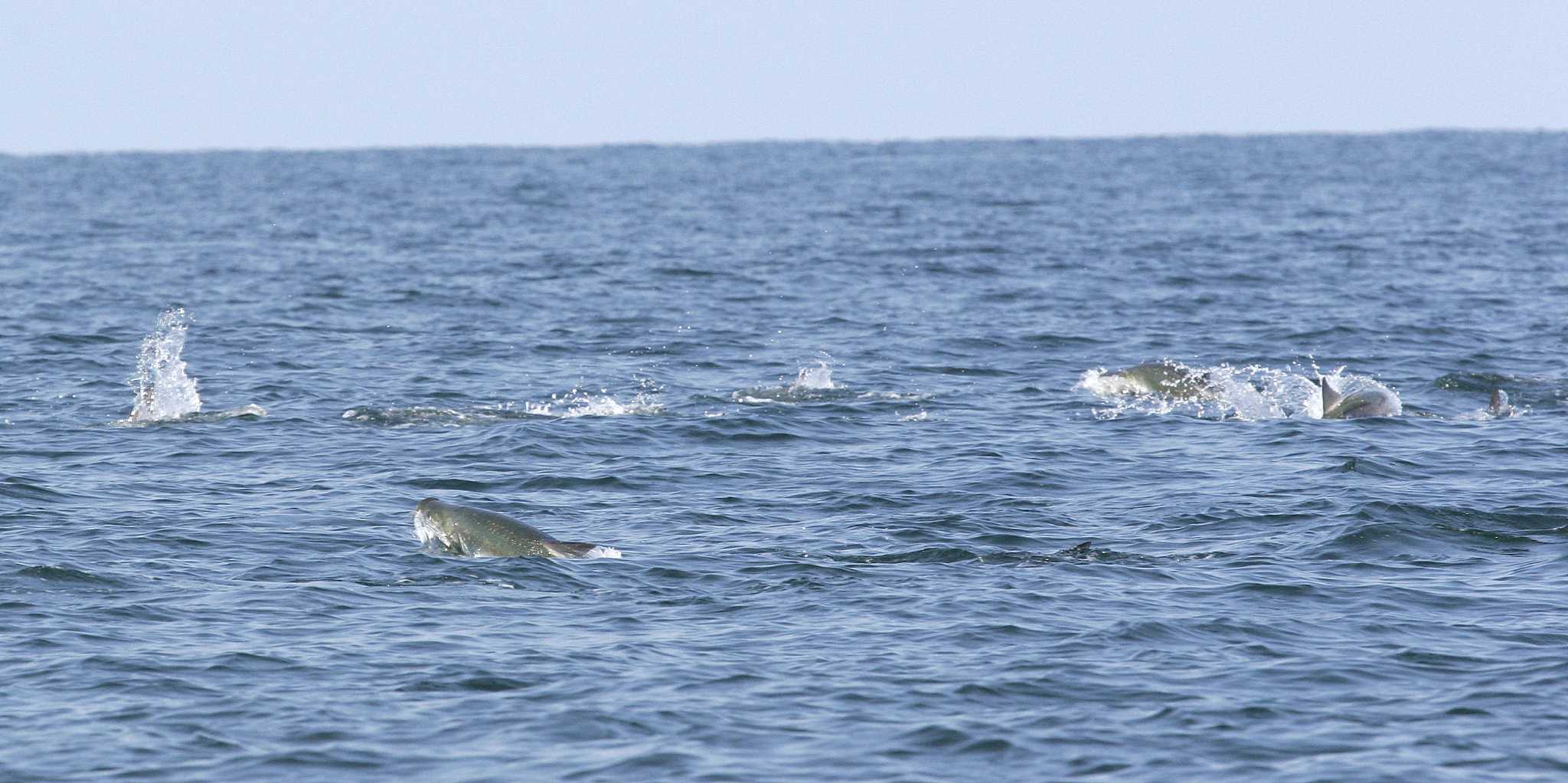 Outdoors: Tarpon scales contain keys to life tales