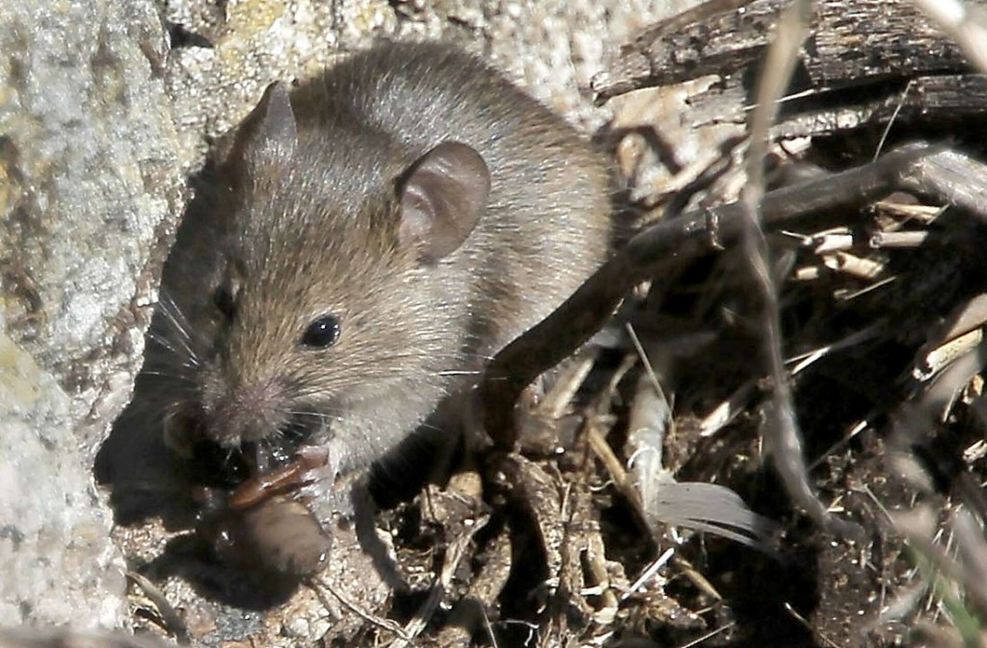 Stranger danger! Destructive non-native species in the Bay Area