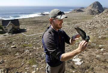 2 choices in Farallon mice overpopulation