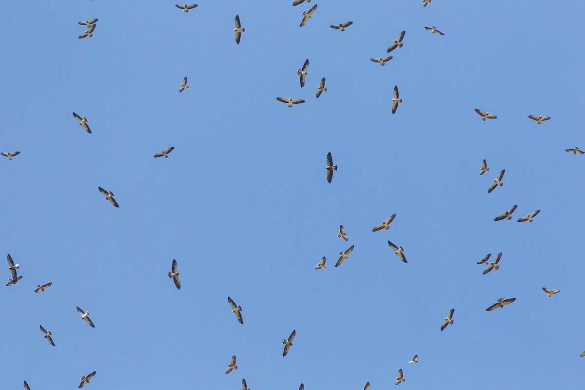 Annual migration offers a chance to observe large numbers of hawks