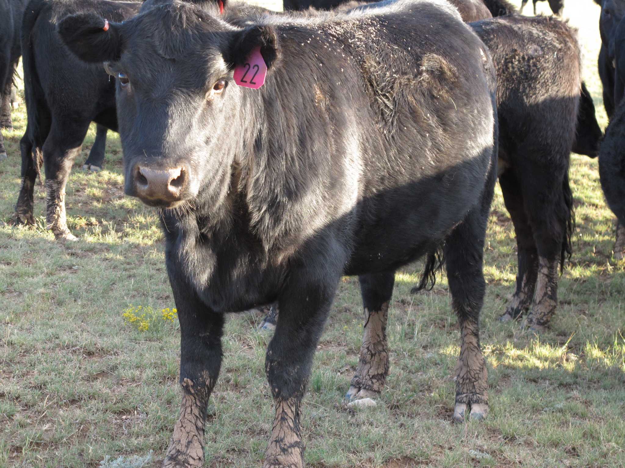 In brief: Merck halts sales of cattle feed additive Zilmax