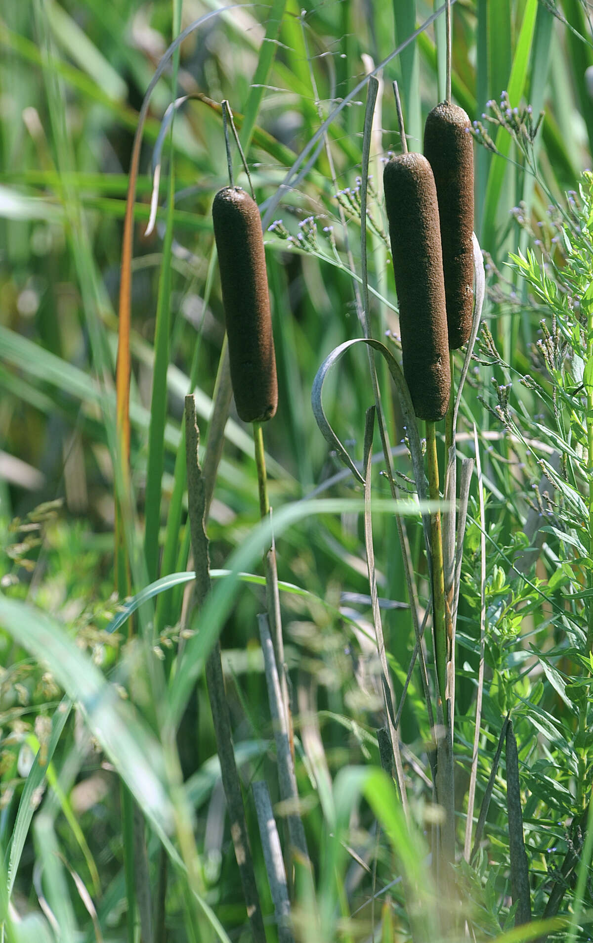 Cattails and birds