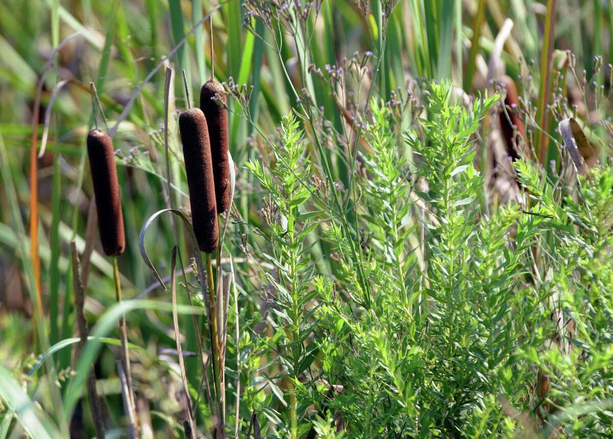 Cattails and birds