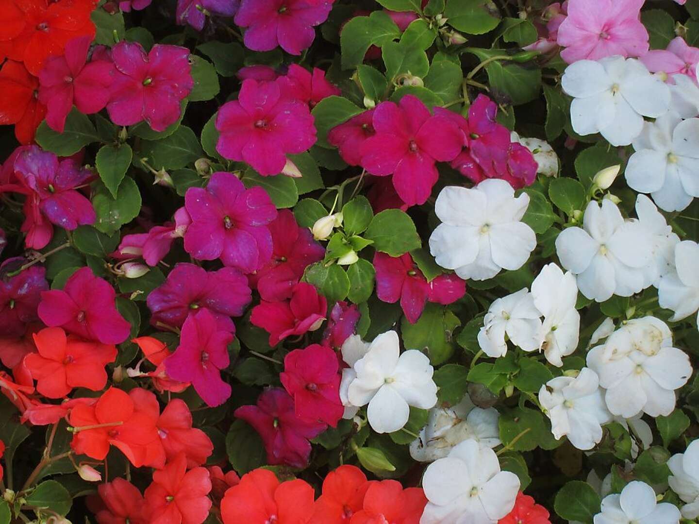 Killer fungus wiping out the beloved impatiens