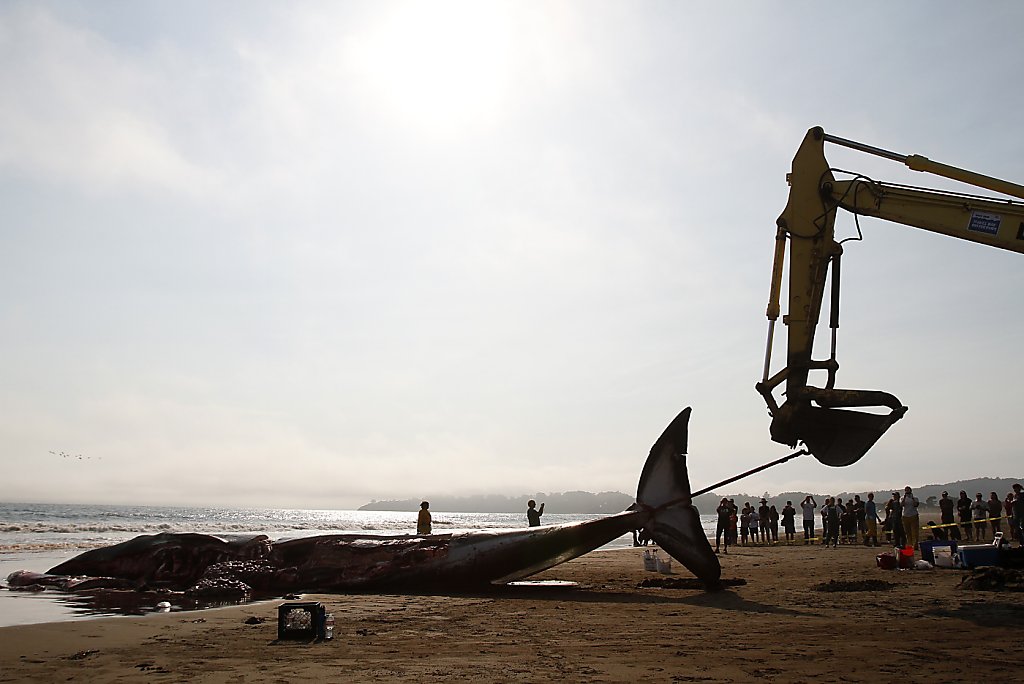 Fin whale's beach autopsy offers rare, fresh samples