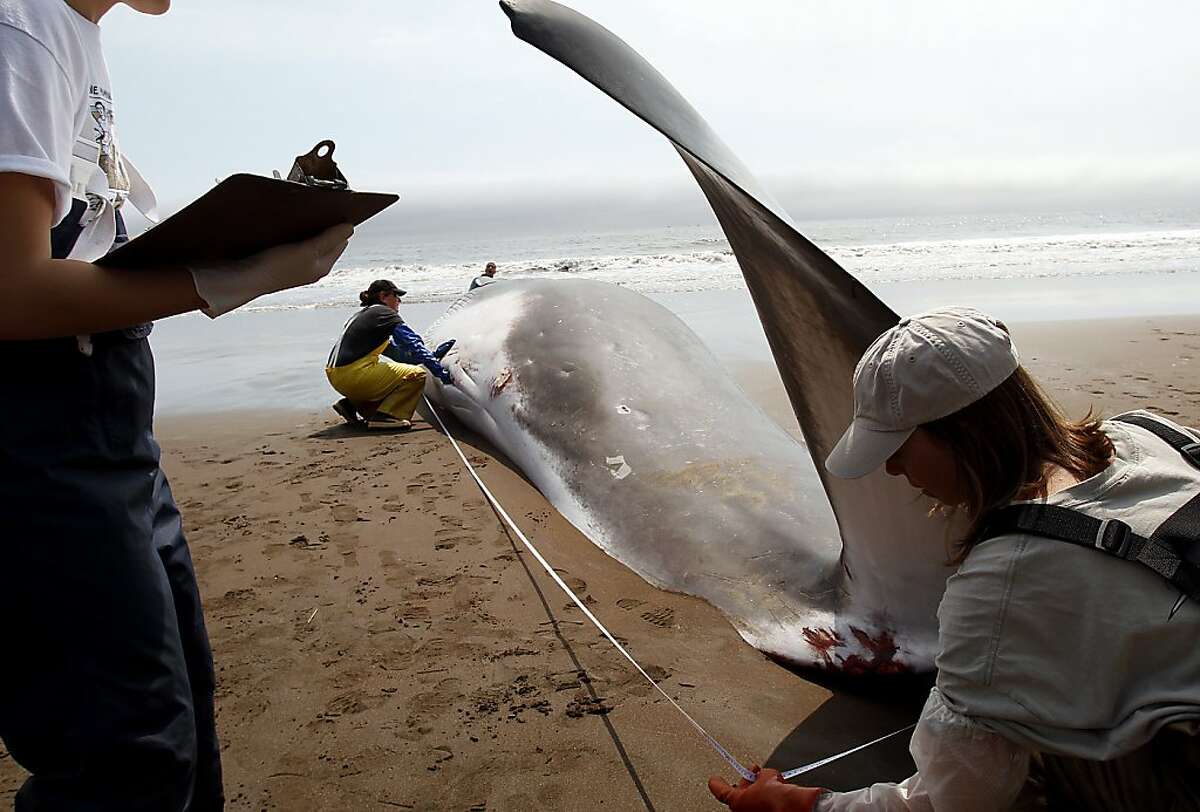 Fin whale's beach autopsy offers rare, fresh samples