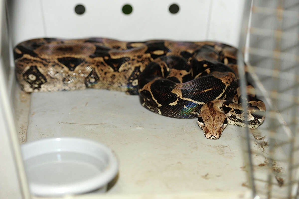 JP to consider fate of snakes taken from Beaumont home