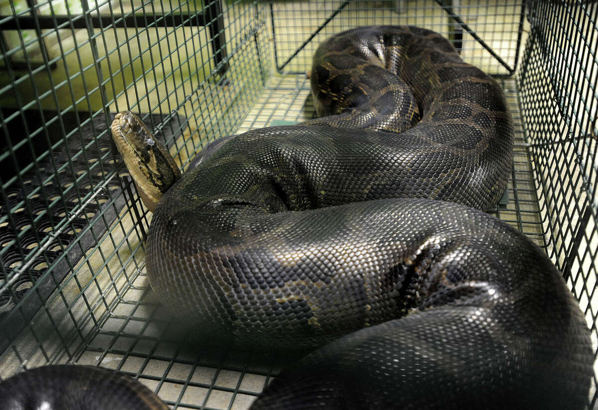 JP to consider fate of snakes taken from Beaumont home