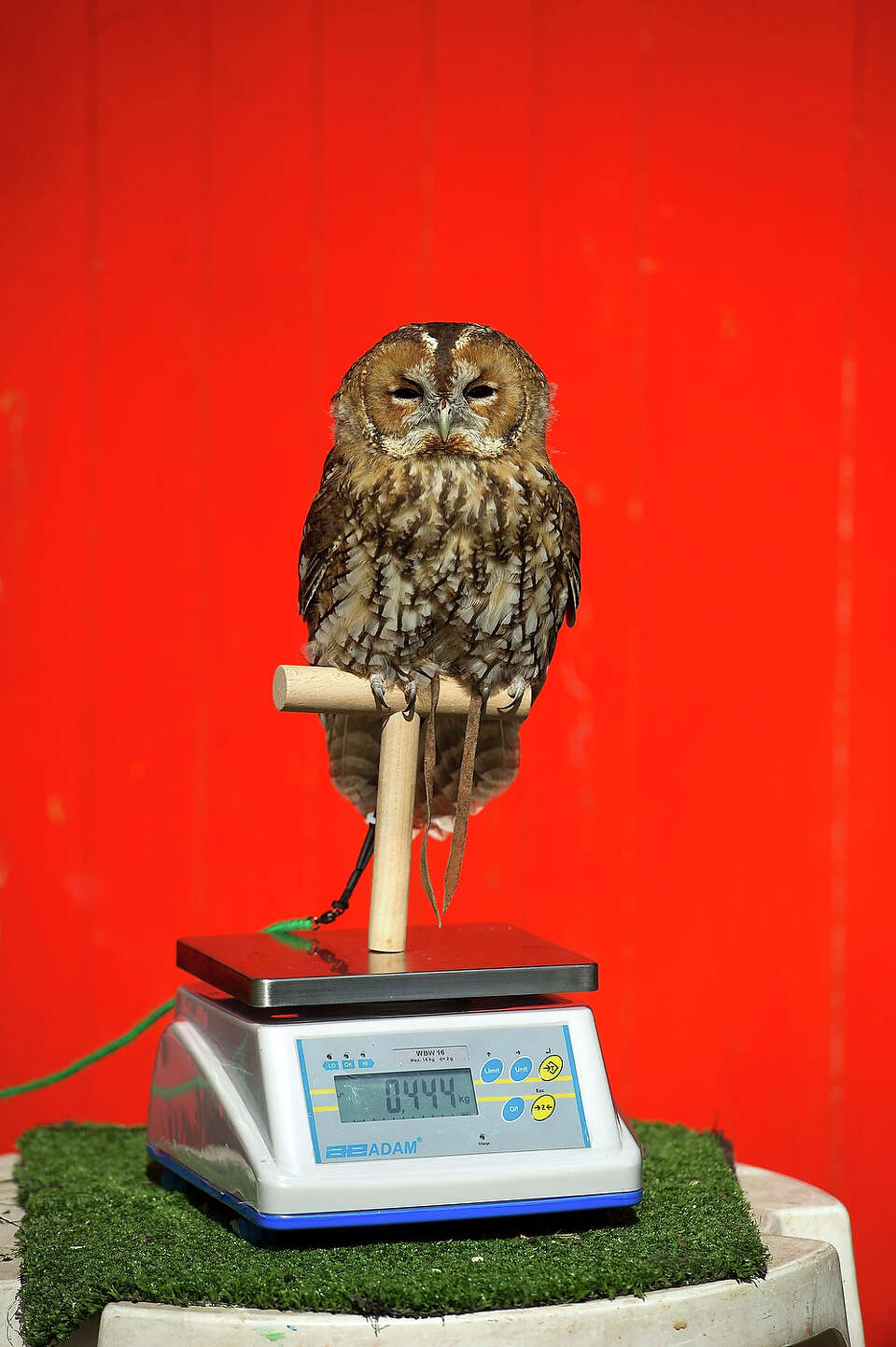 Weigh-in at the London Zoo