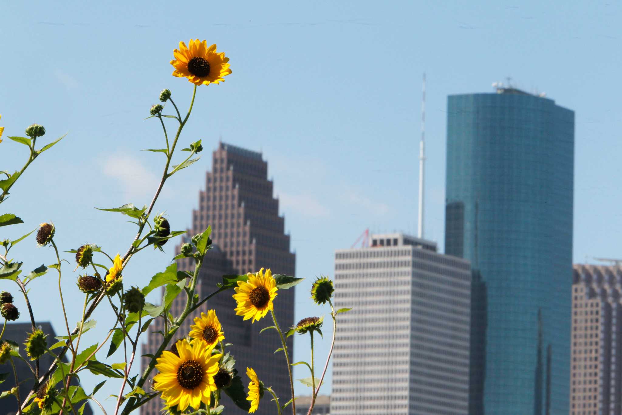 Facts About Houston facts-about-houston