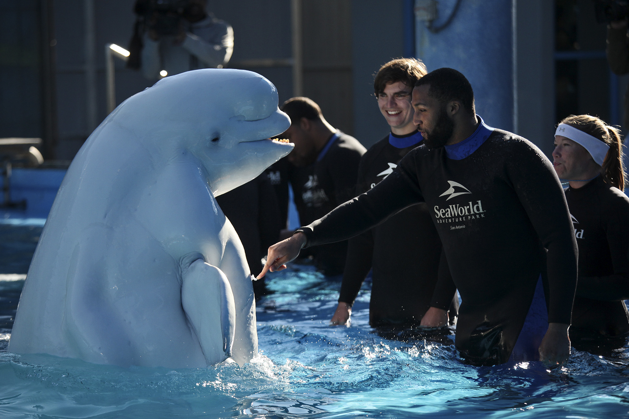 Young beluga whale dies at SeaWorld San Antonio
