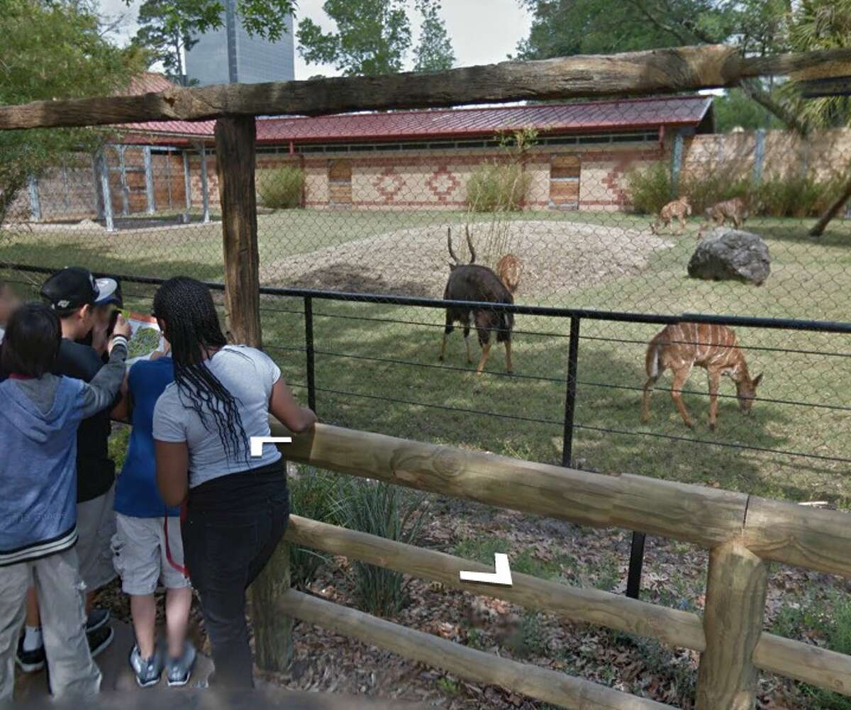 Houston Zoo mongooses take on a ball pit and it's awesome