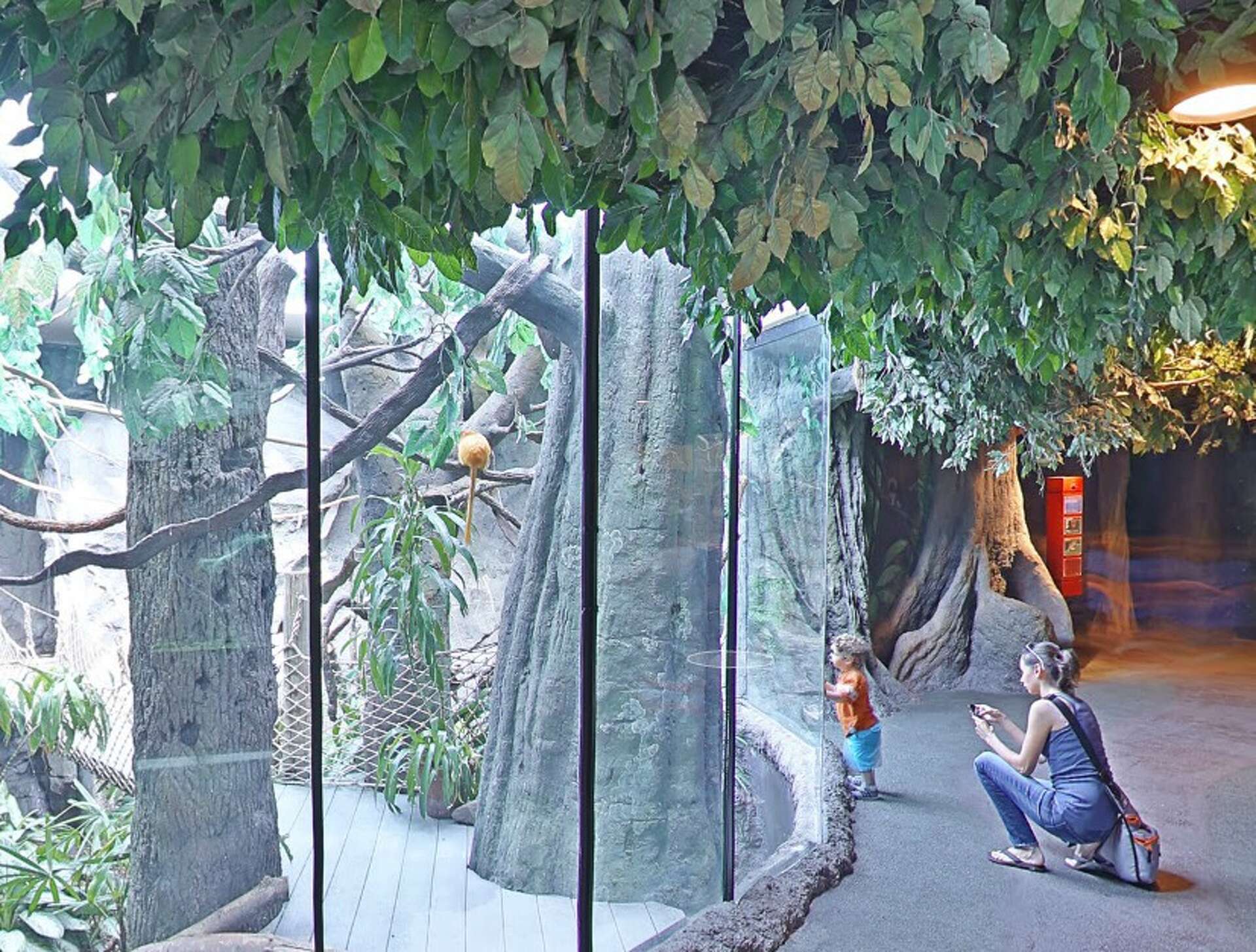 Google walks through Houston Zoo, uploads the entire visit