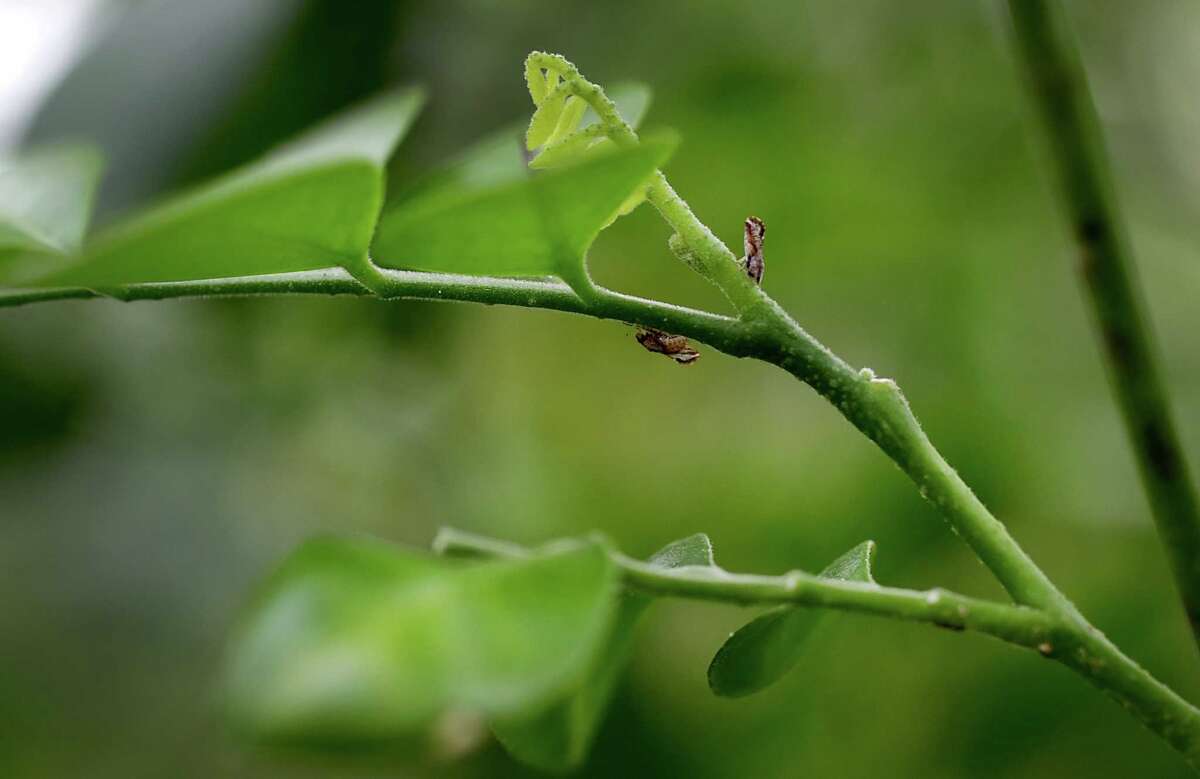 Tiny killer wasps save citrus trees