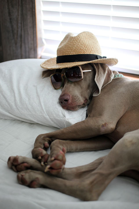 See and Share your pet photos for National Dog Day