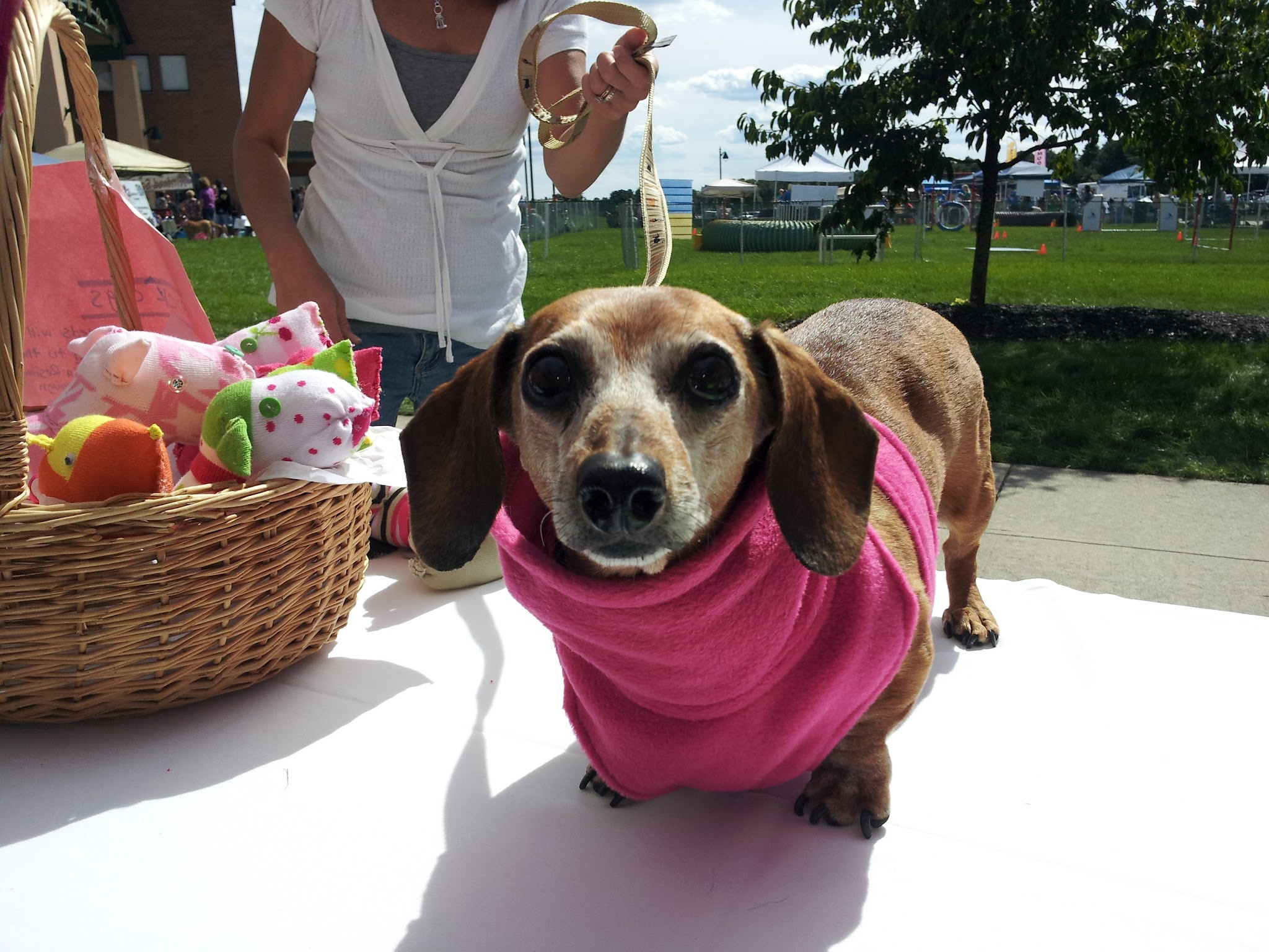 DHS graduate's creation going to the dogs