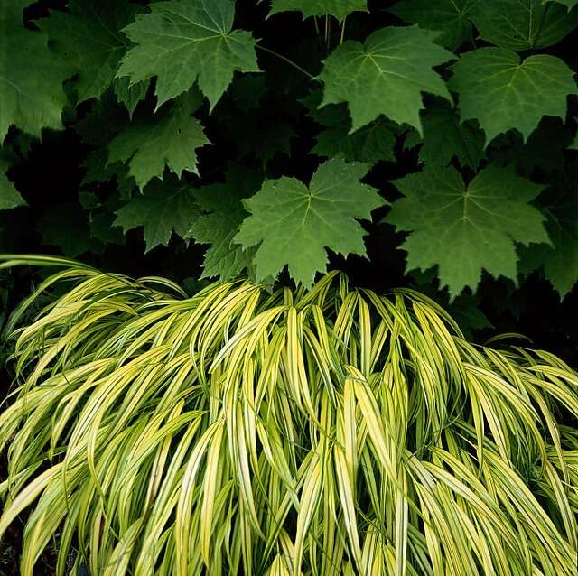 Golden Hakone grass a hardy ornamental