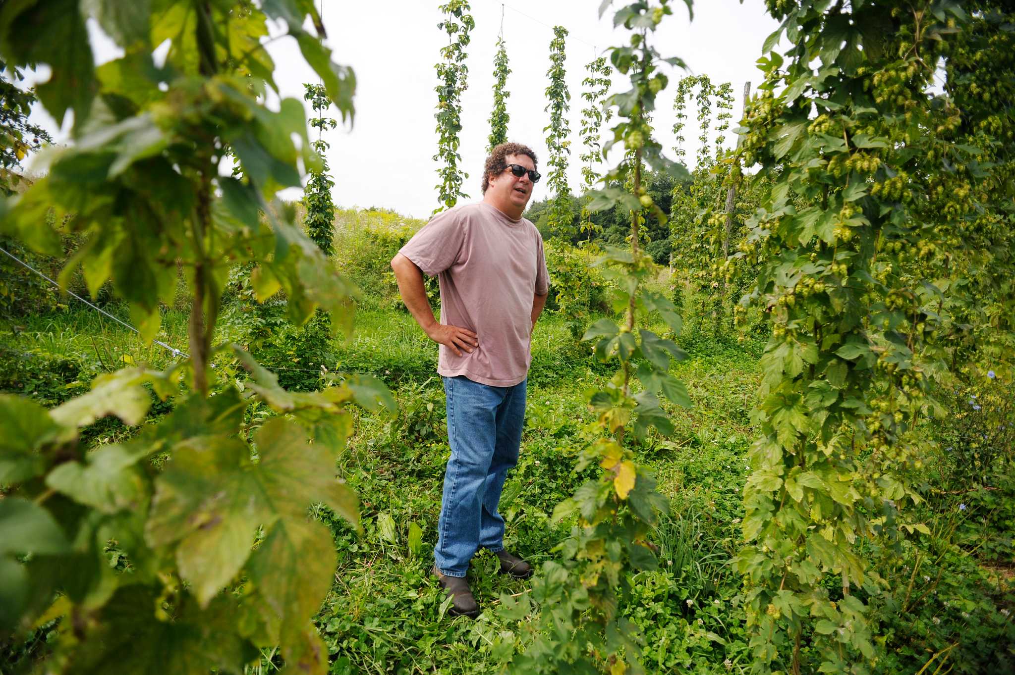 Hops make comeback with state's farmers