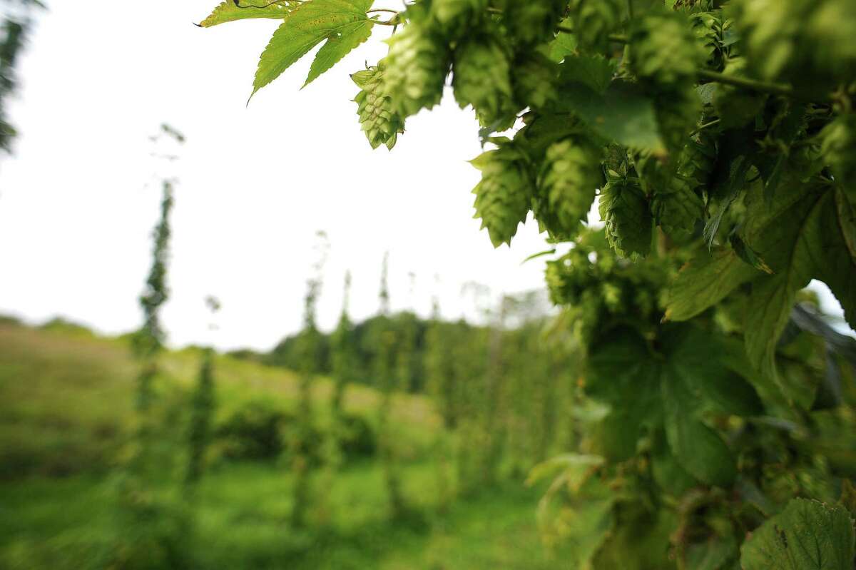 Hops make comeback with state's farmers