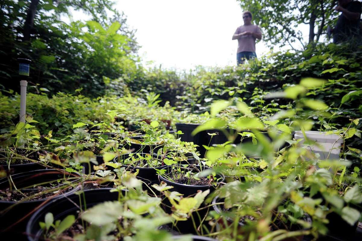 Hops make comeback with state's farmers