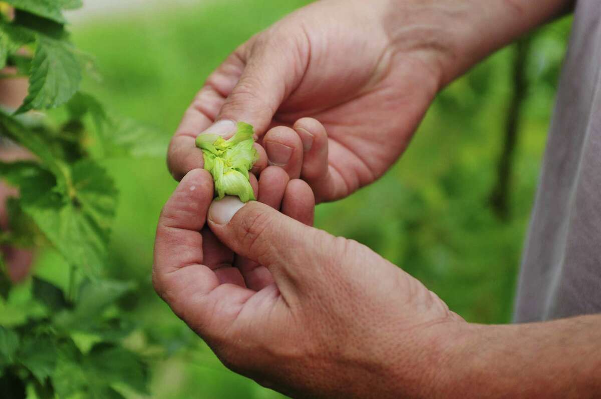 Hops make comeback with state's farmers