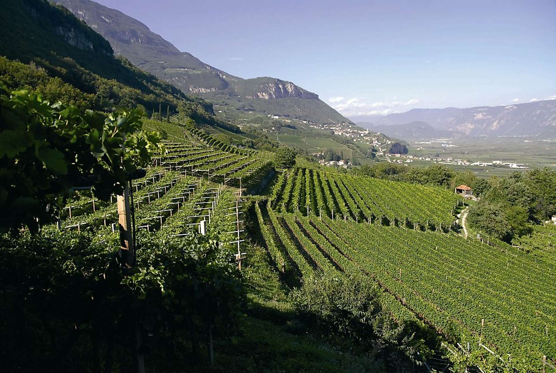Alto Adige's white wines charm - in 2 languages