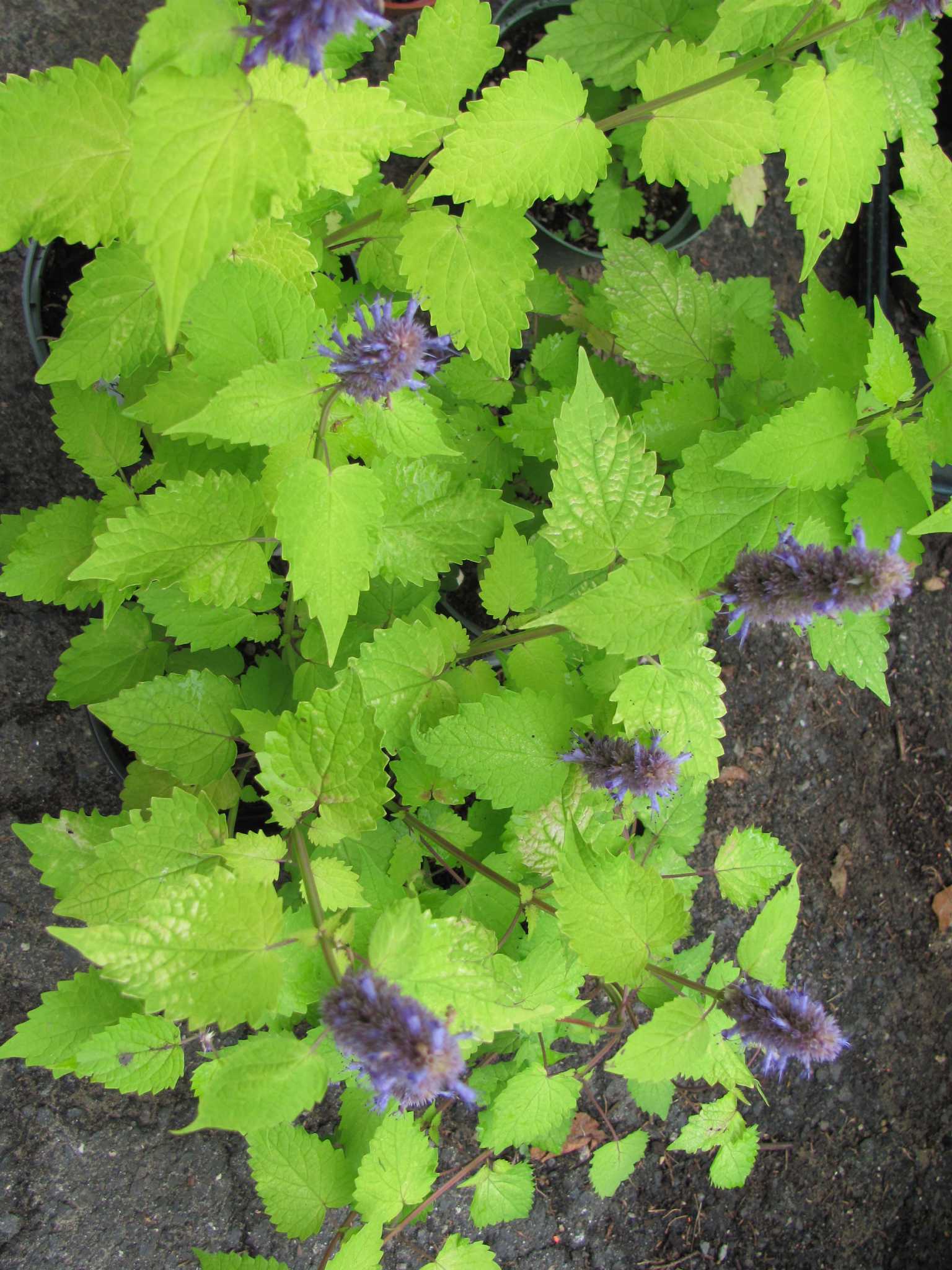 Singing the praises of 'Golden Jubilee'