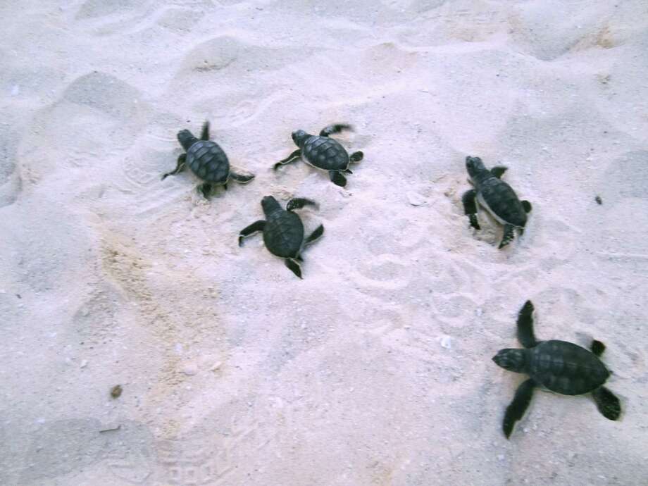 Cancún a haven for sea turtles - San Antonio Express-News