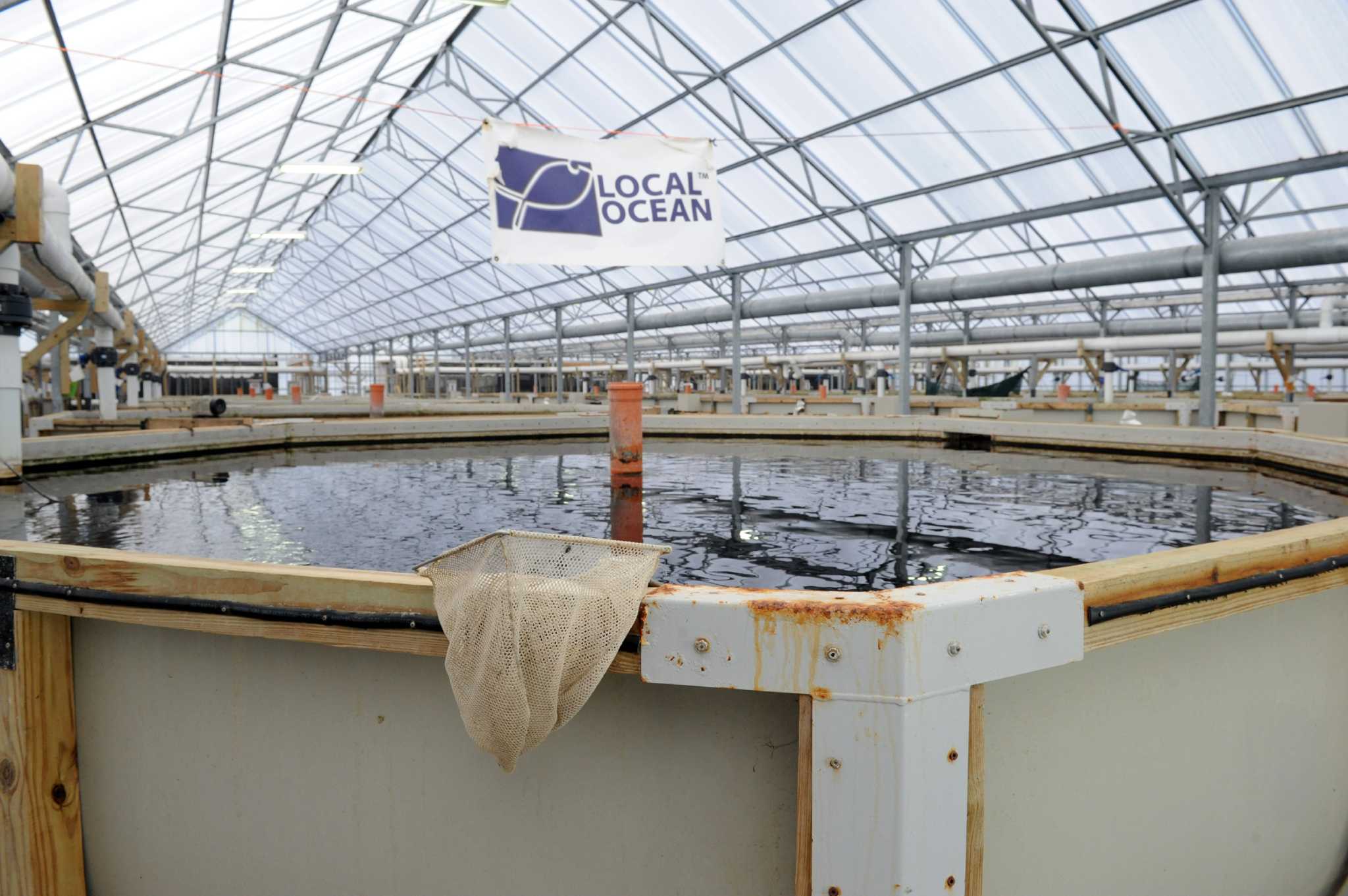 Fish gone at shuttered Local Ocean farm