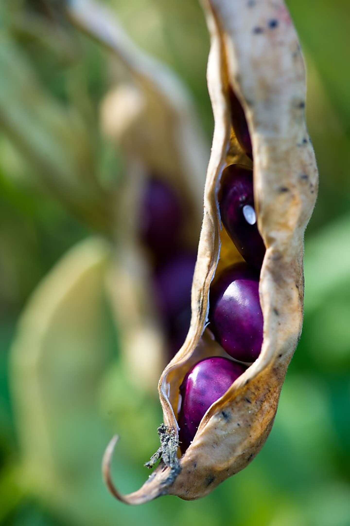 Interest grows in heirloom seeds and produce
