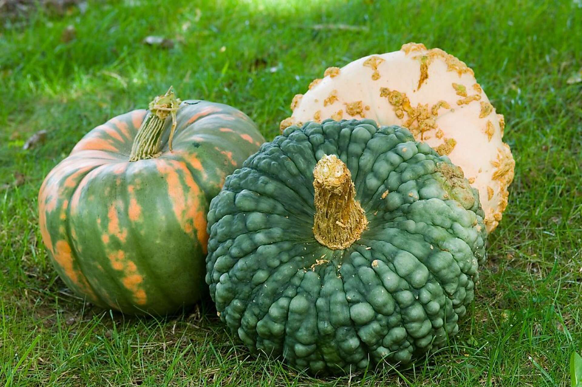 Interest grows in heirloom seeds and produce