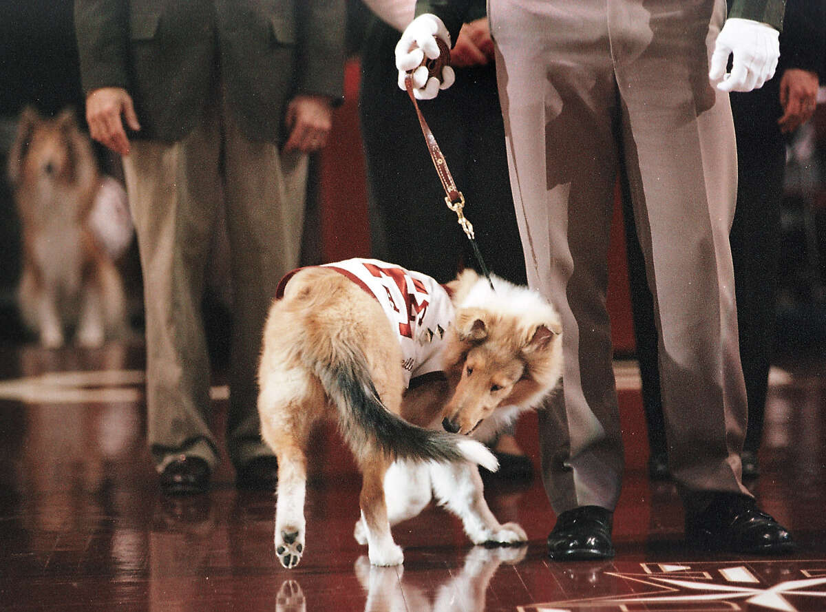 A&M mascot Reveille VIII pops up in class, helps with quiz