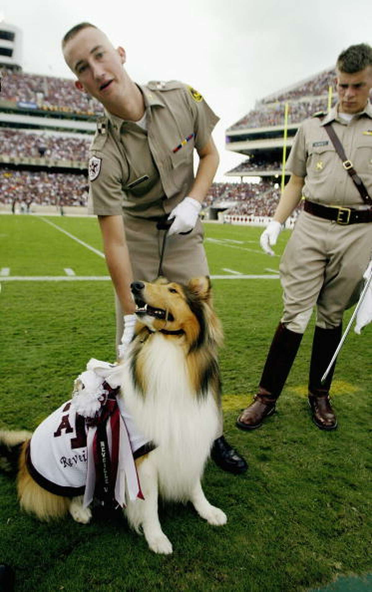 A&M mascot Reveille VIII pops up in class, helps with quiz
