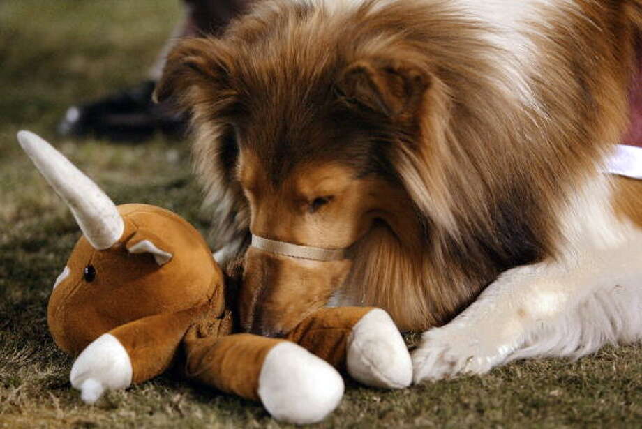 Memorial for A&M mascot Reveille VII to feature school officials ...