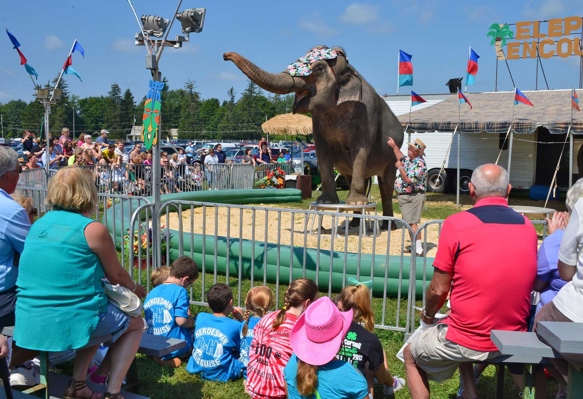 A showcase of fun, animals, music