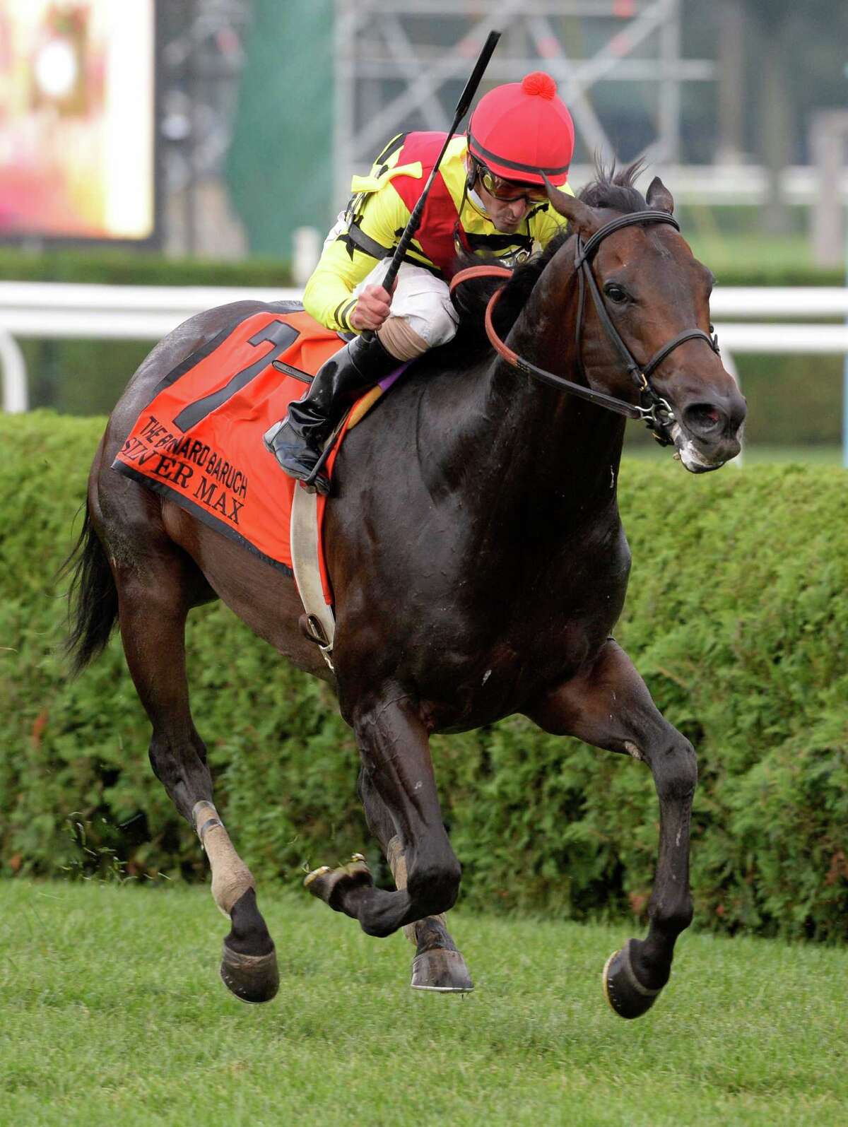 Alpha leader of the pack