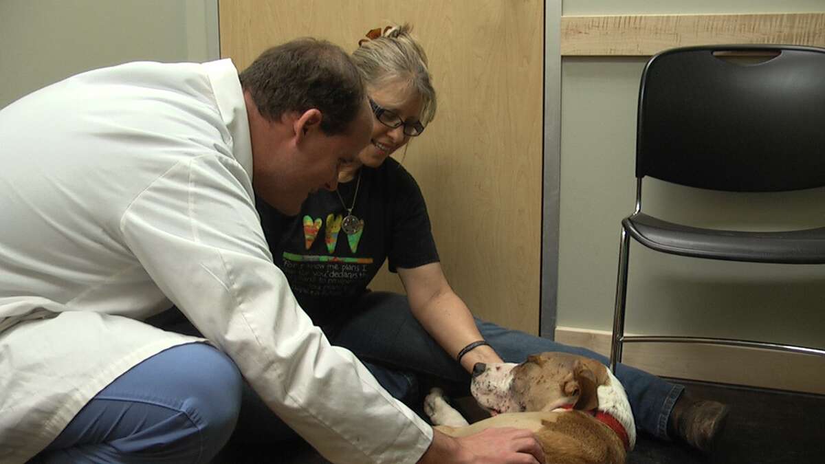 Buck the rescue dog inspires a music video