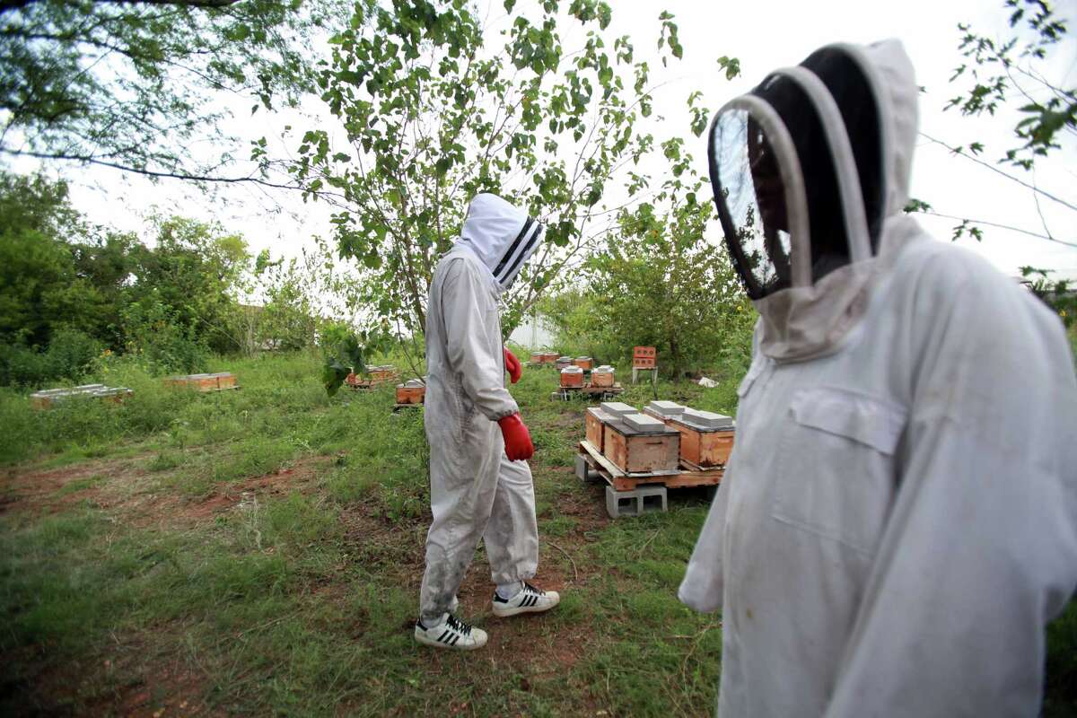 Austin nonprofit expands bee rescue to Houston