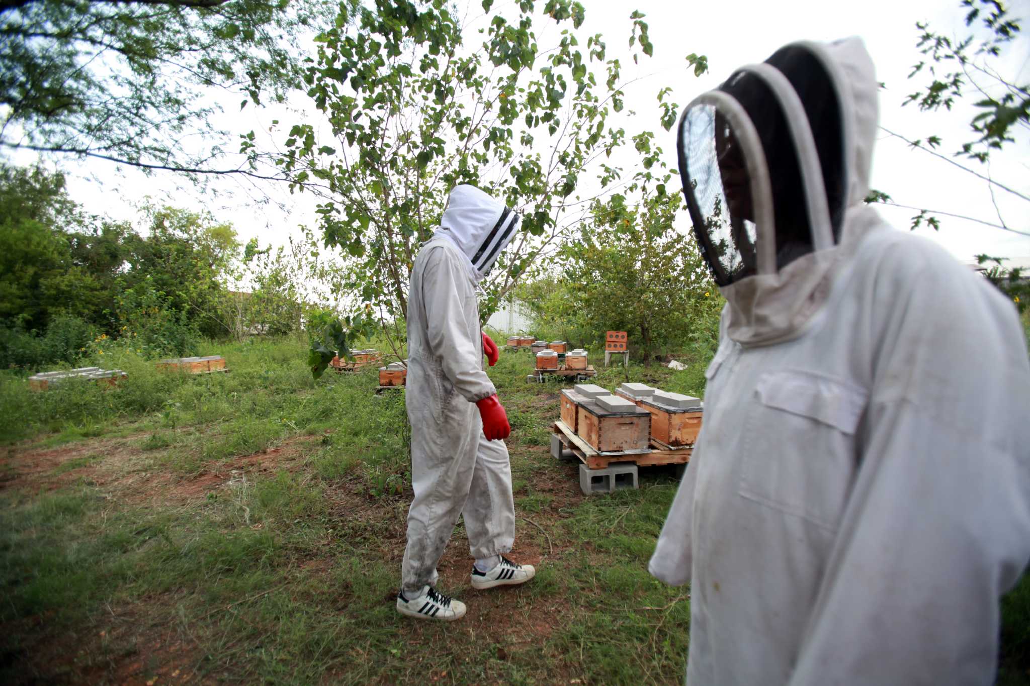 Austin nonprofit expands bee rescue to Houston